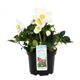 Fekete hunyor, Helleborus niger (12cm-es cserépben)