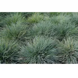 Deres csenkesz - 13cm cserépben (növény, Festuca cinerea)
