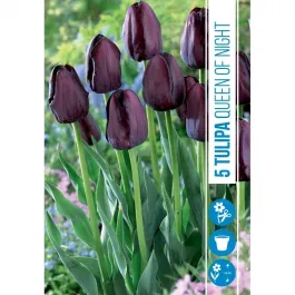 Tulipán virághagyma, Tulipa 'Queen of Night' (5db/csomag)