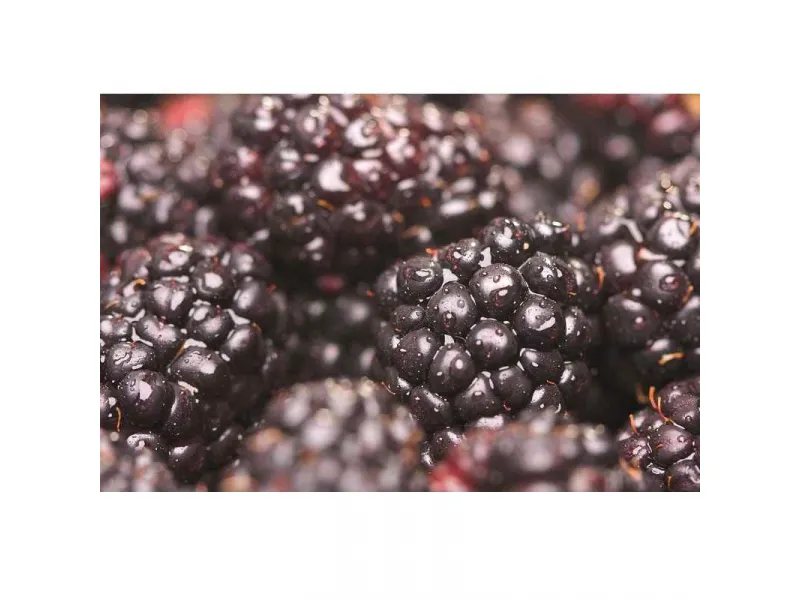 Szeder bokor - gyökércsomagolt (növény, Rubus)