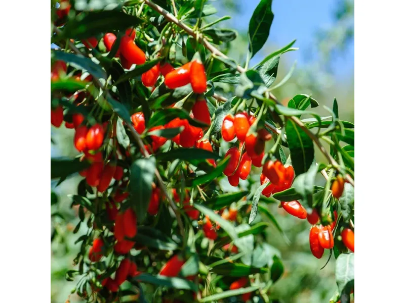 Bogyós gyümölcsök - gyökércsomagolt goji bogyó (növény, Lycium barbarum)
