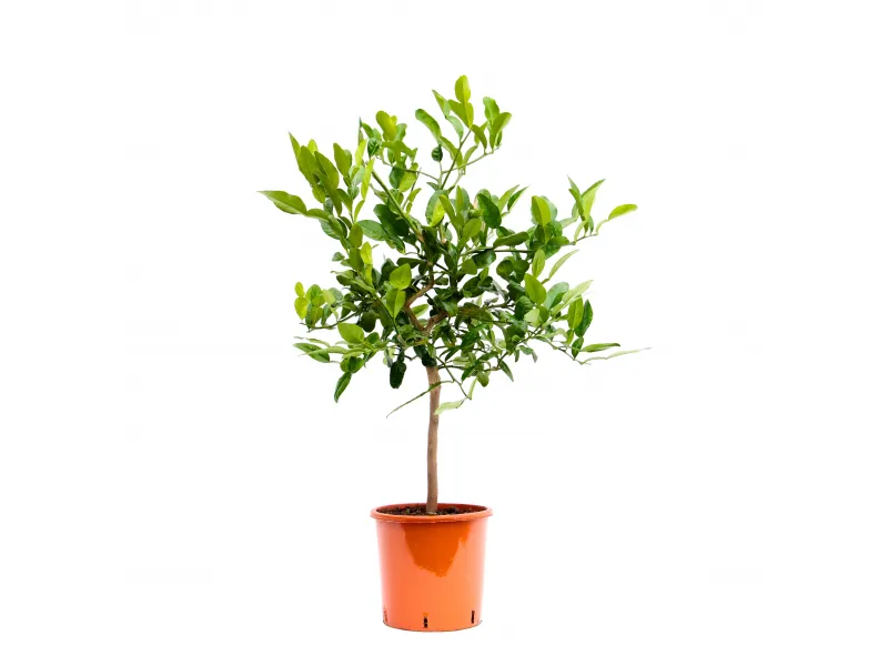 Citrus mix cserépben (18cm, többféle)