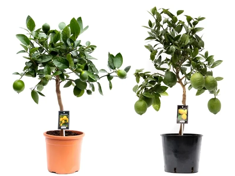 Citrus mix cserépben (20cm, többféle)