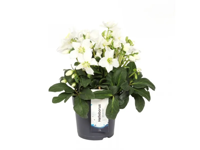 Fekete hunyor, Helleborus niger 'Advent Star Early' (13cm-es cserépben)