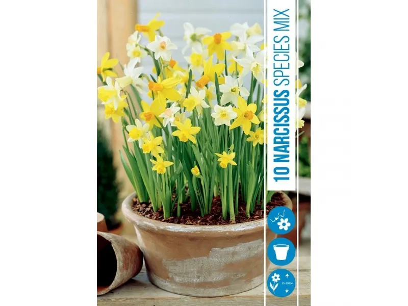 Nárcisz virághagyma, Narcissus 'Species Mix' (10db/csomag)